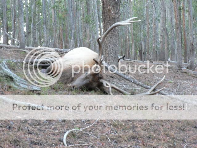 Elk size and antler development? - 24hourcampfire