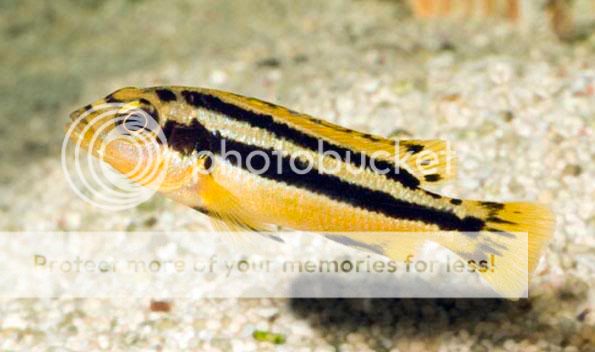 Melanochromis - JungleKey.fr Image #100