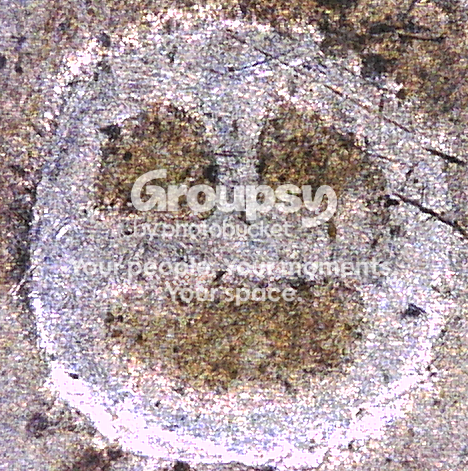 Coin Trivia Via Picture. Can you guess the coin? — Collectors Universe